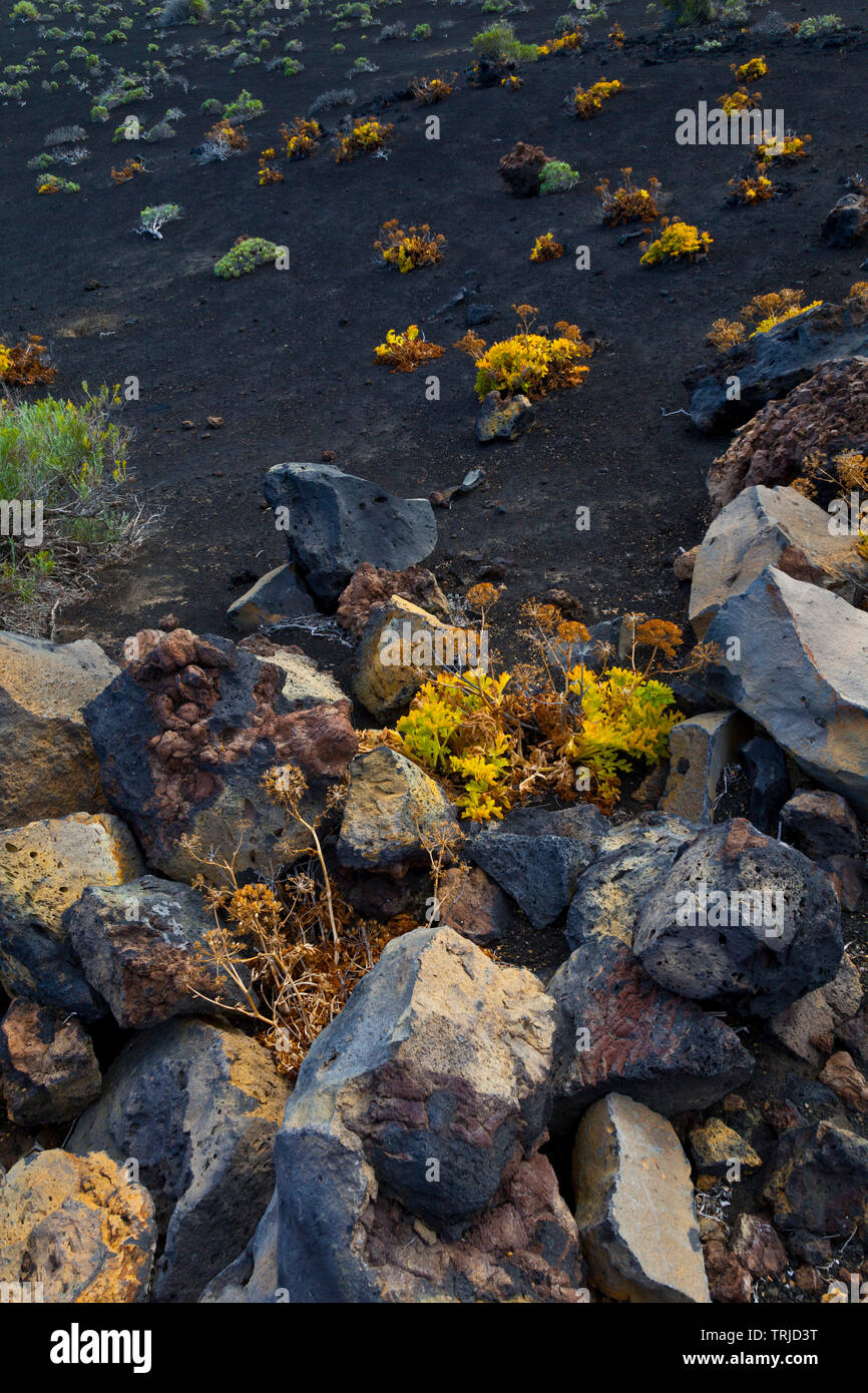 Vegetación en lavas volcánicas. Pueblo Las Caletas. Isla La Palma ...