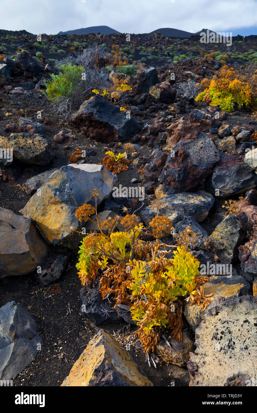 Caletas hi-res stock photography and images - Alamy