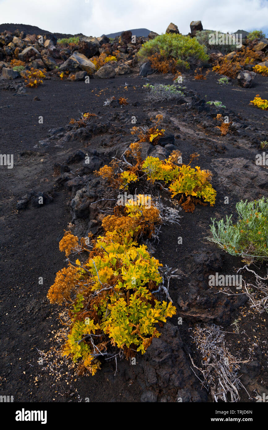Vegetación en lavas volcánicas. Pueblo Las Caletas. Isla La Palma ...