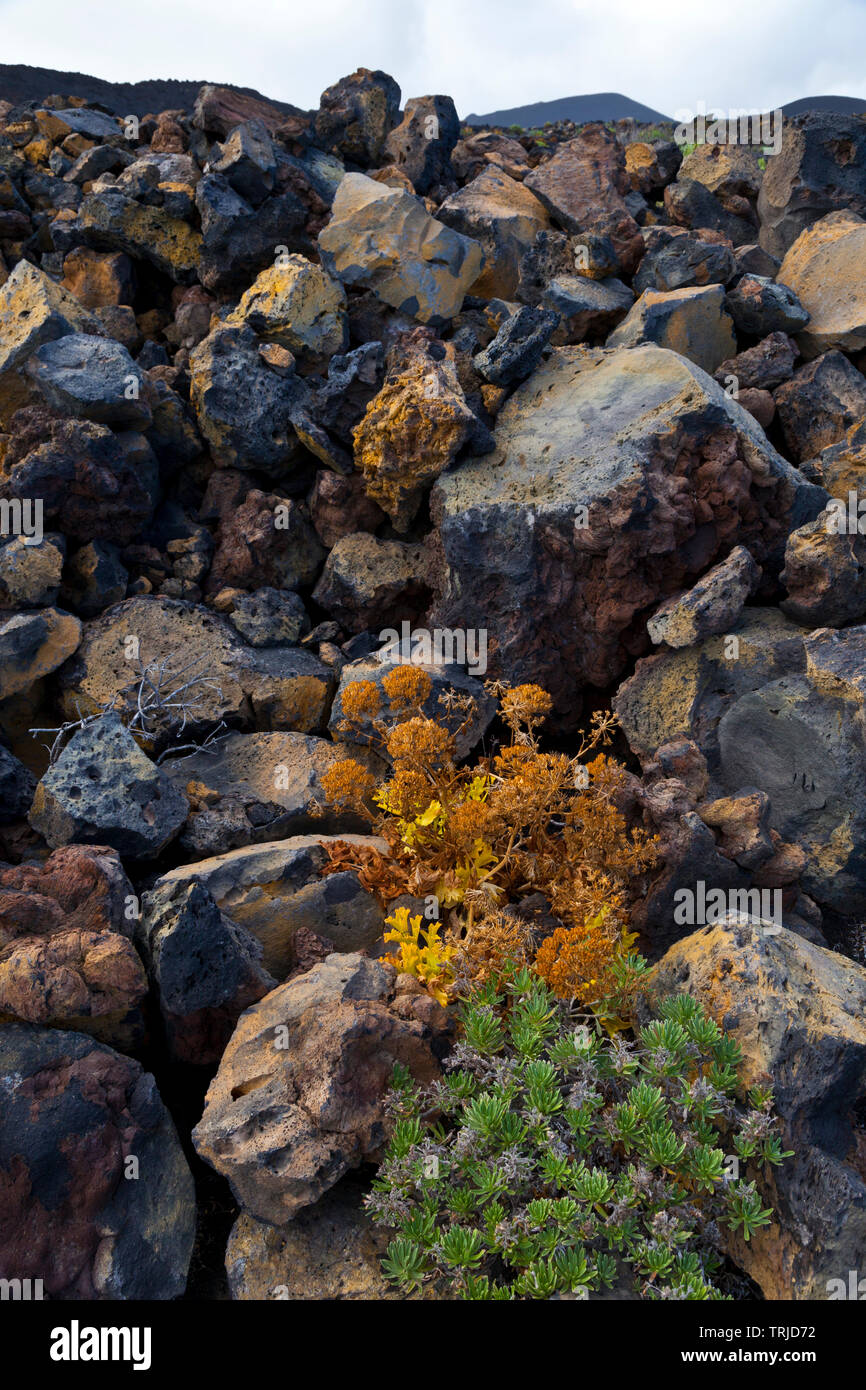 Vegetación en lavas volcánicas. Pueblo Las Caletas. Isla La Palma ...