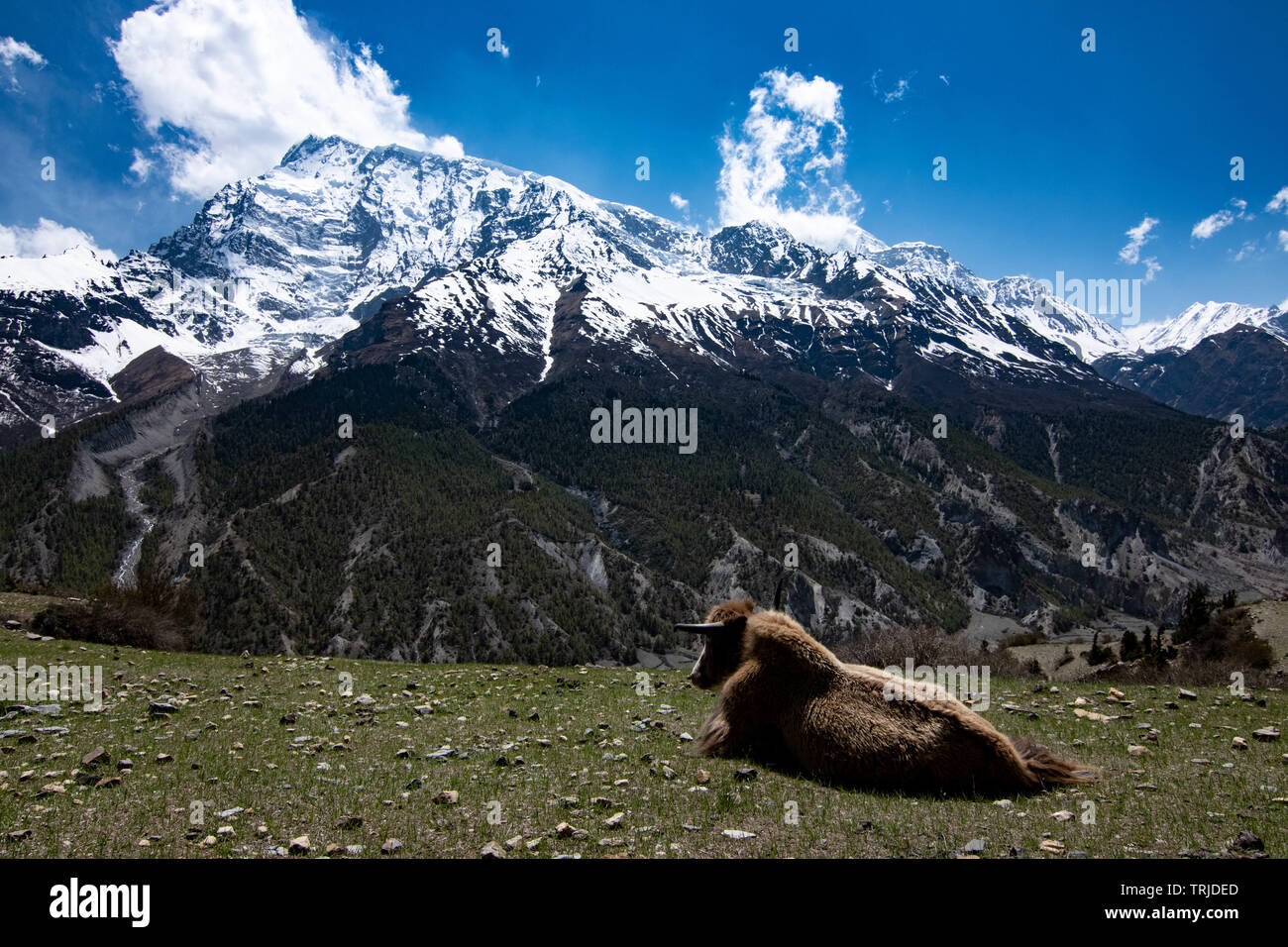 Brown Yak High Resolution Stock Photography and Images - Alamy