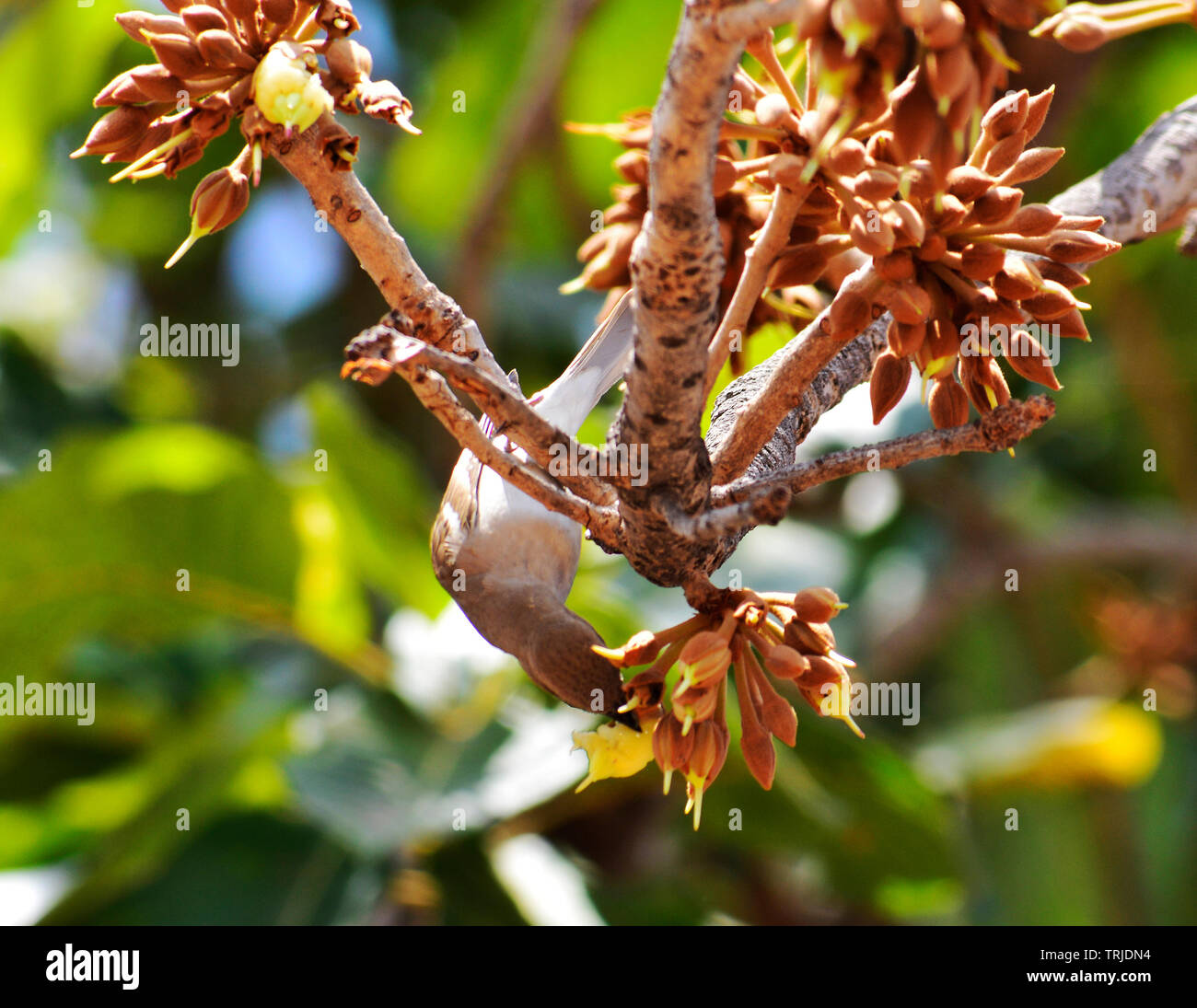 Mahua flowers hi-res stock photography and images - Alamy