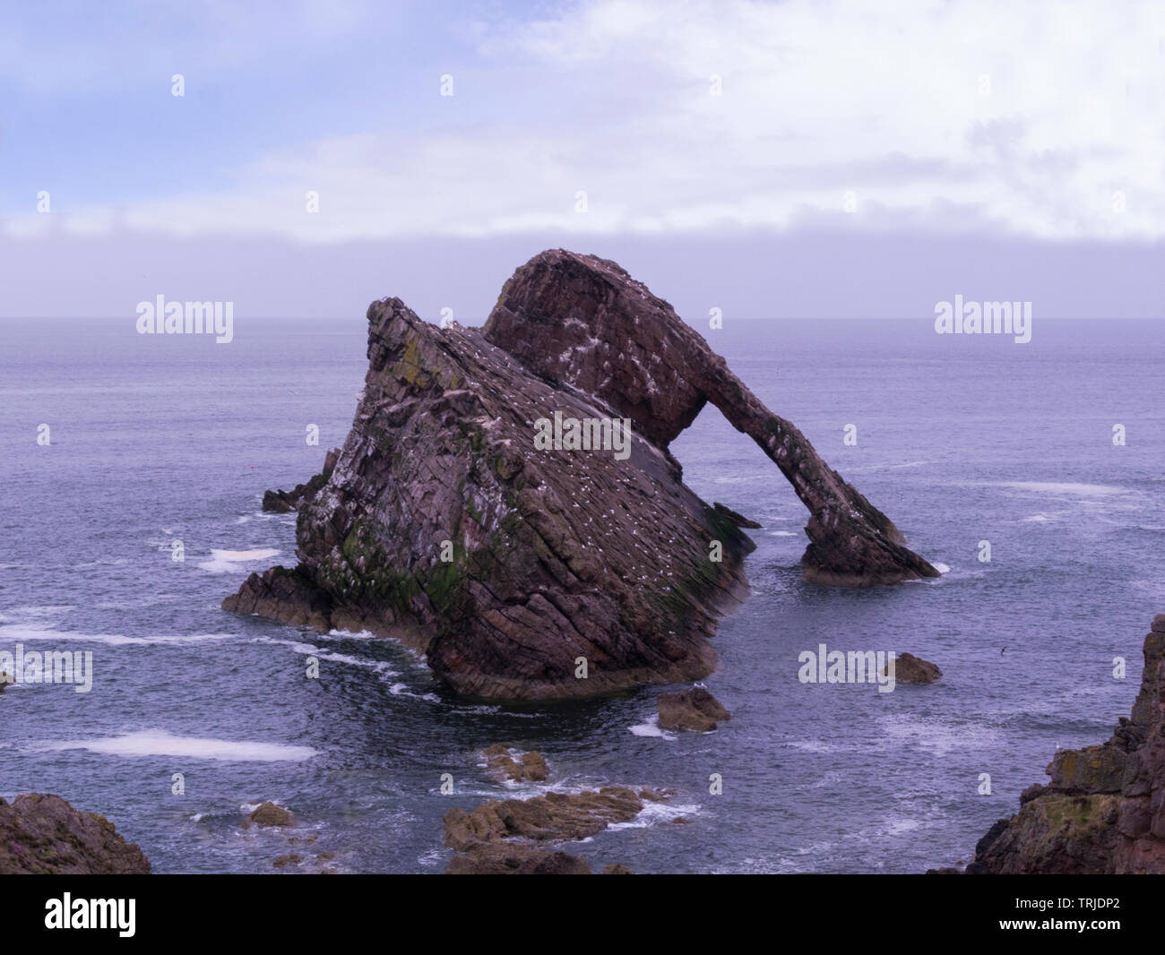Sea rock covered in nesting sea birds hi-res stock photography and ...
