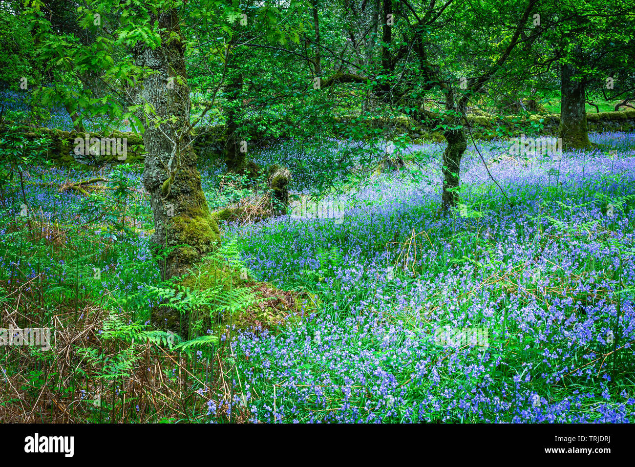 Bluebells blooming in Scottish woodland.Amazing springtime nature ...