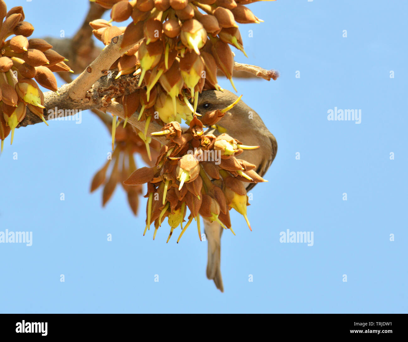 Mahua flowers hi-res stock photography and images - Alamy