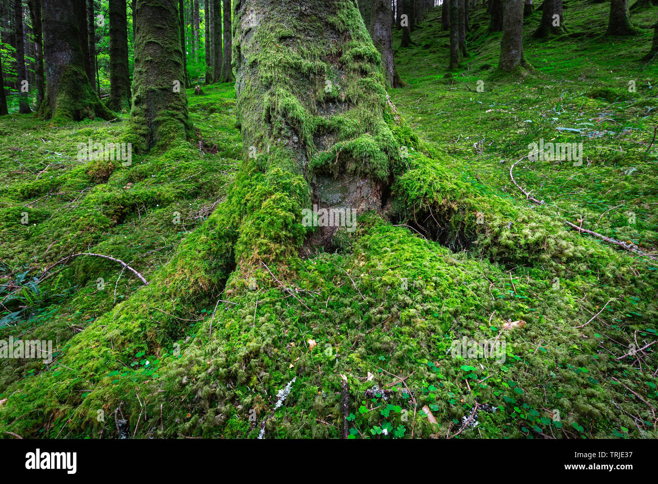 Tree trunk with roots covered with moss growing on forest floor ...