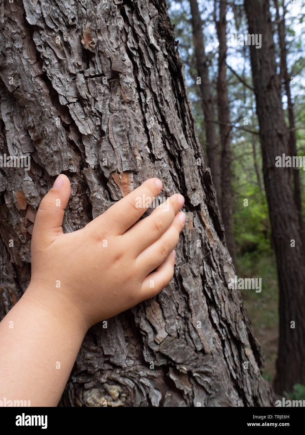 girl touching tree in the forest in spring Stock Photo - Alamy