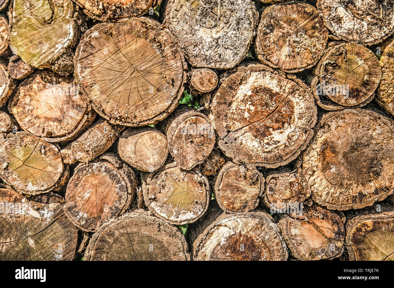 Various tree sizes hi-res stock photography and images - Alamy