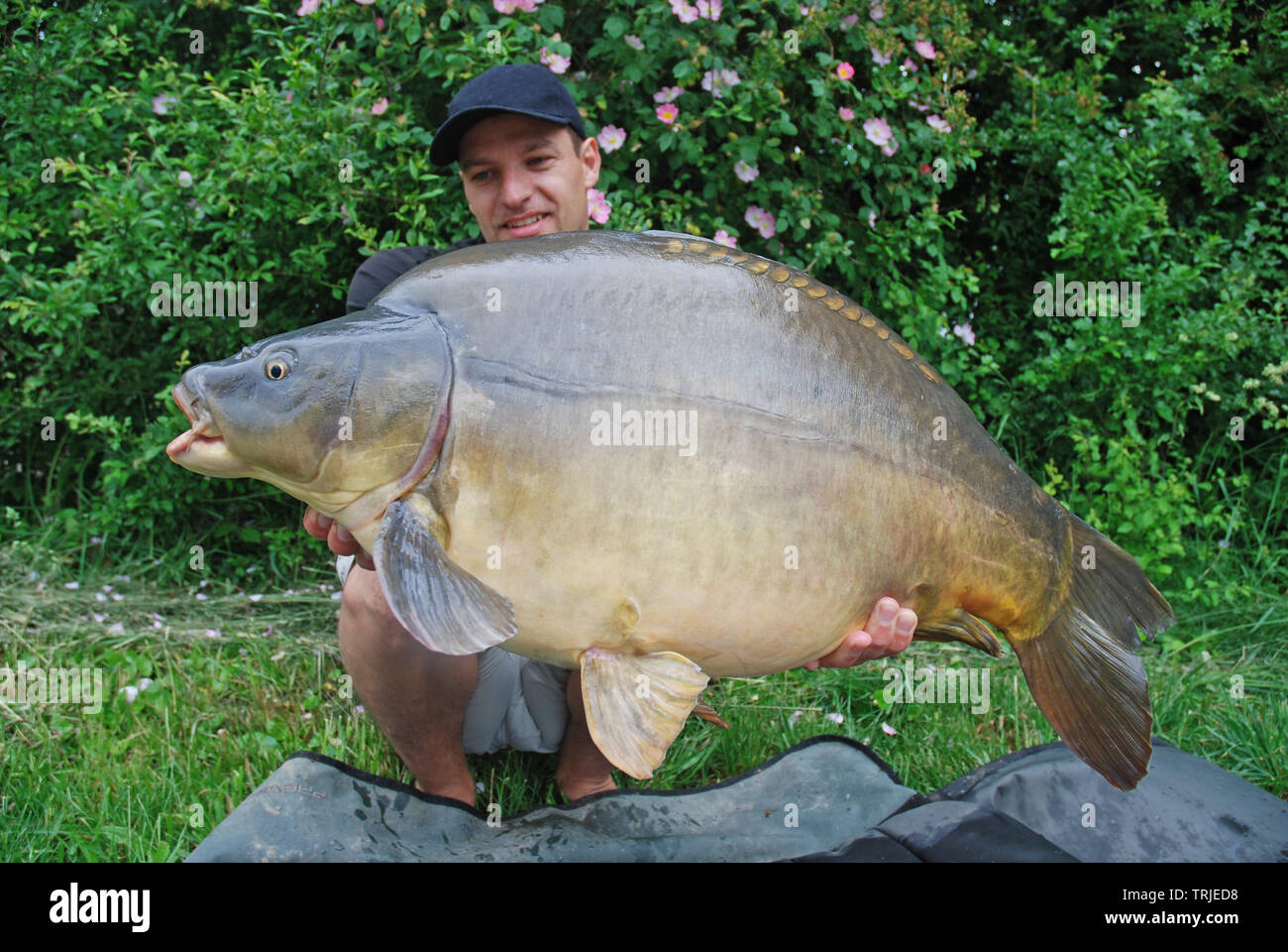 lucky fisherman holding a giant mirror carp. Freshwater fishing Stock ...