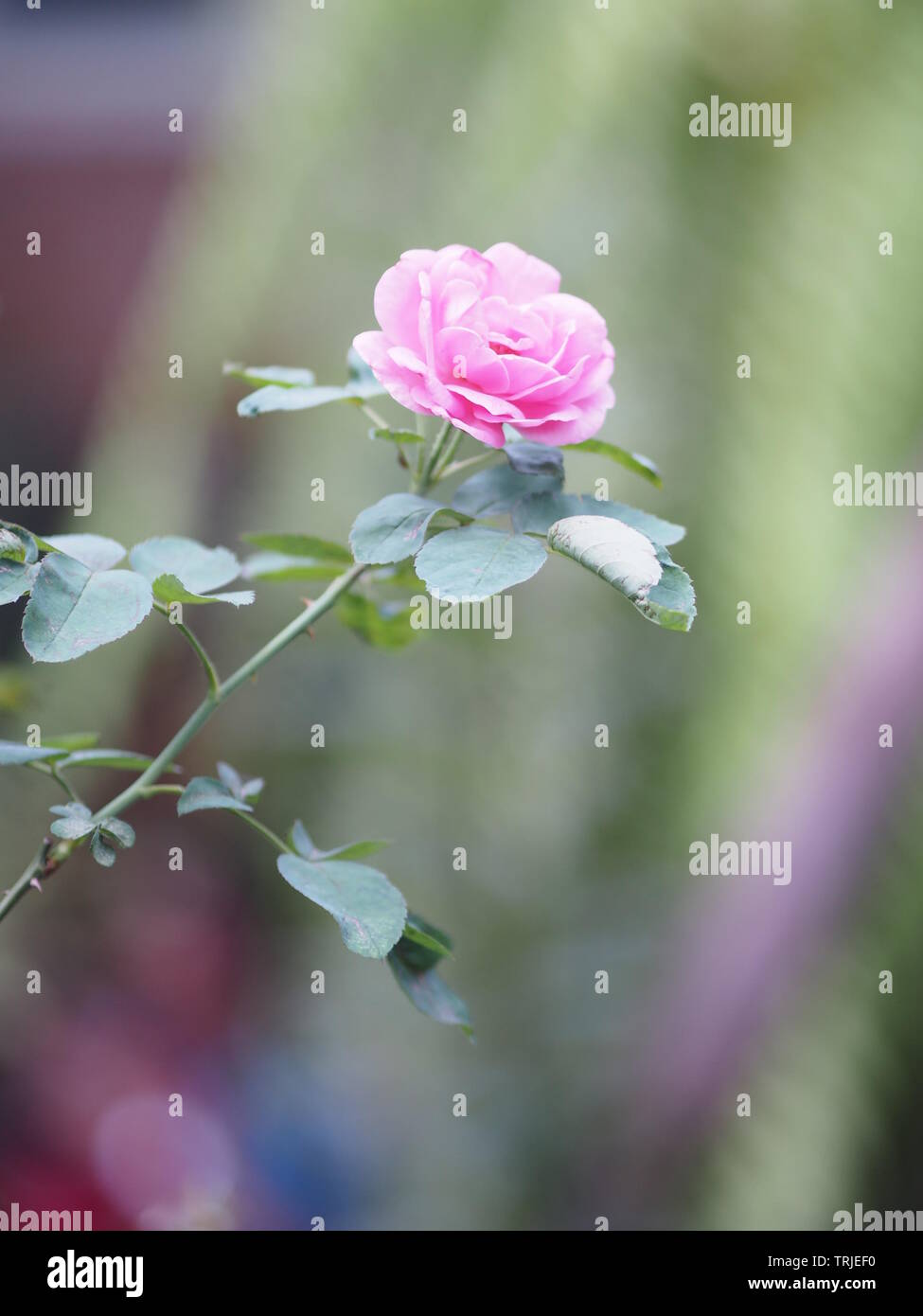 one pink rose beautiful in the garden Stock Photo - Alamy