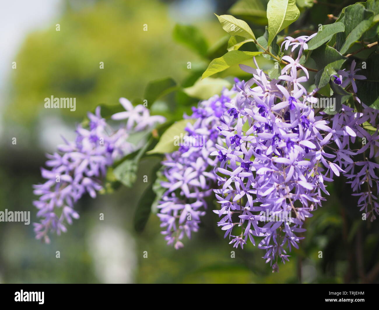 The purple flower is a bunch of purple Petrea volubilis Stock Photo - Alamy