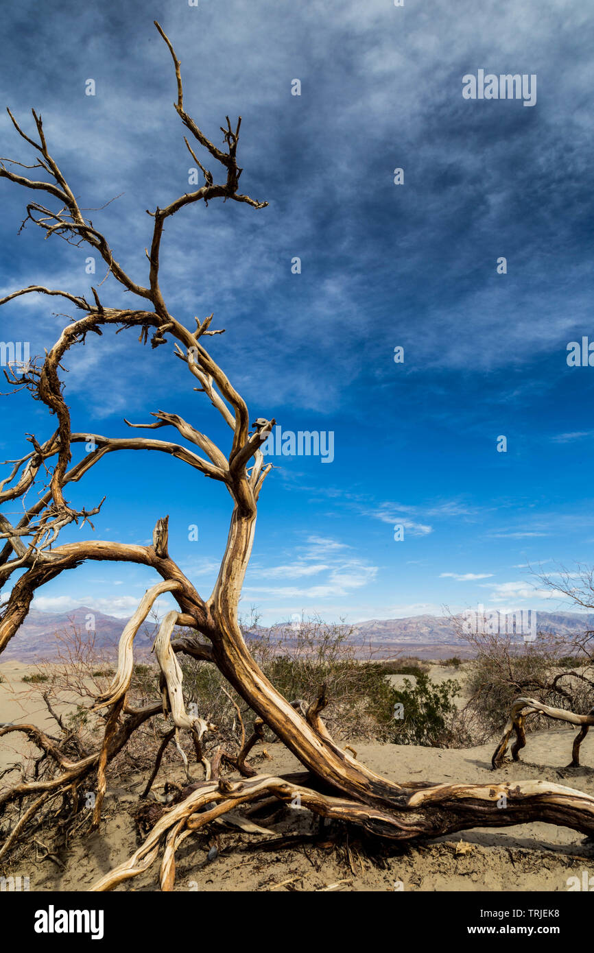 Dead tree in Death Valey, California, USA Stock Photo - Alamy