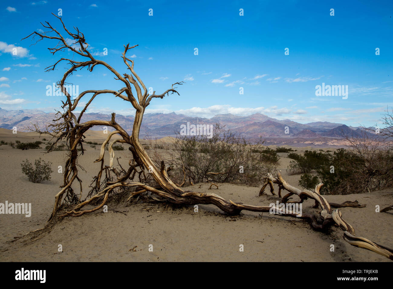 Dead tree in Death Valey, California, USA Stock Photo - Alamy