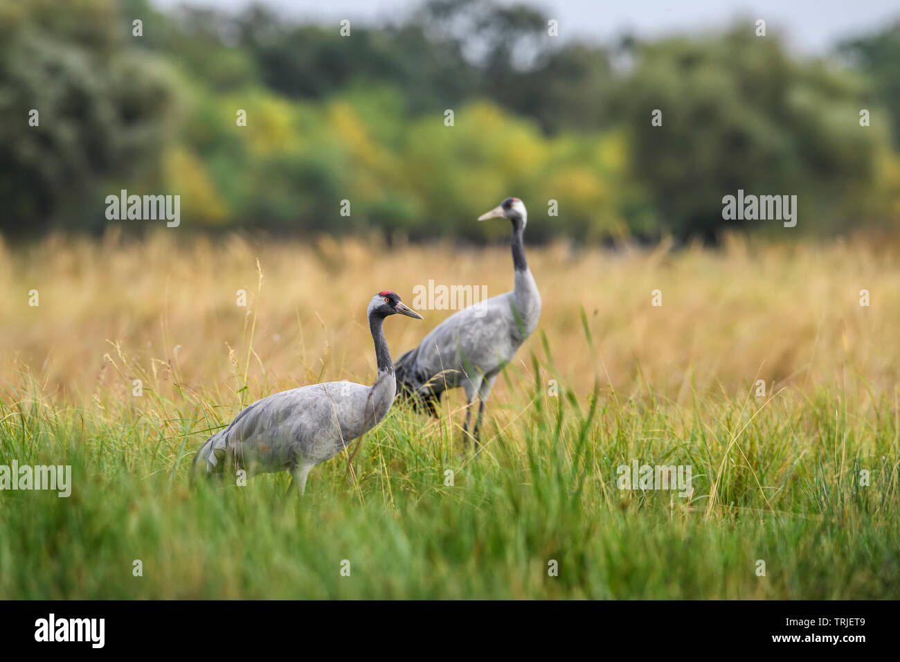 Large gray bird hi-res stock photography and images - Alamy
