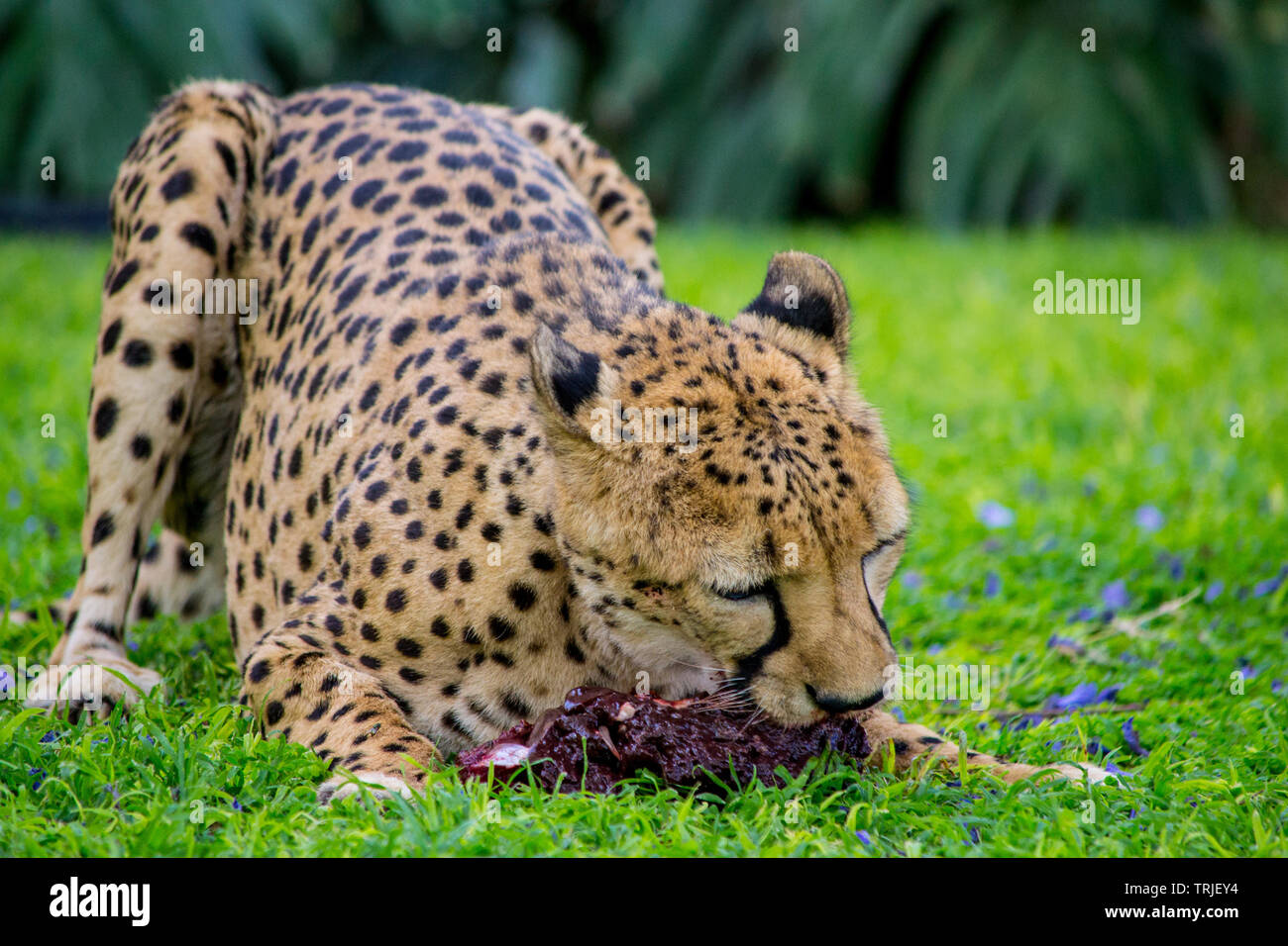 Cheetah eating and chewing a piece of meat in the green grass Stock ...