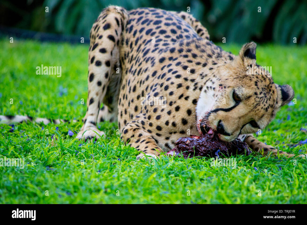 Cheetahs Eating
