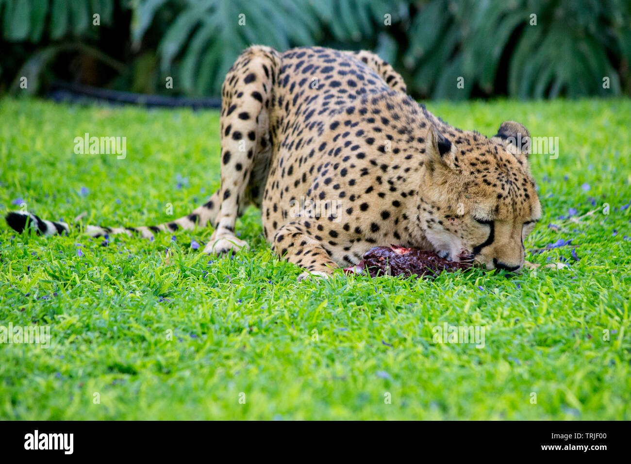 Tame cheetah hi-res stock photography and images - Alamy