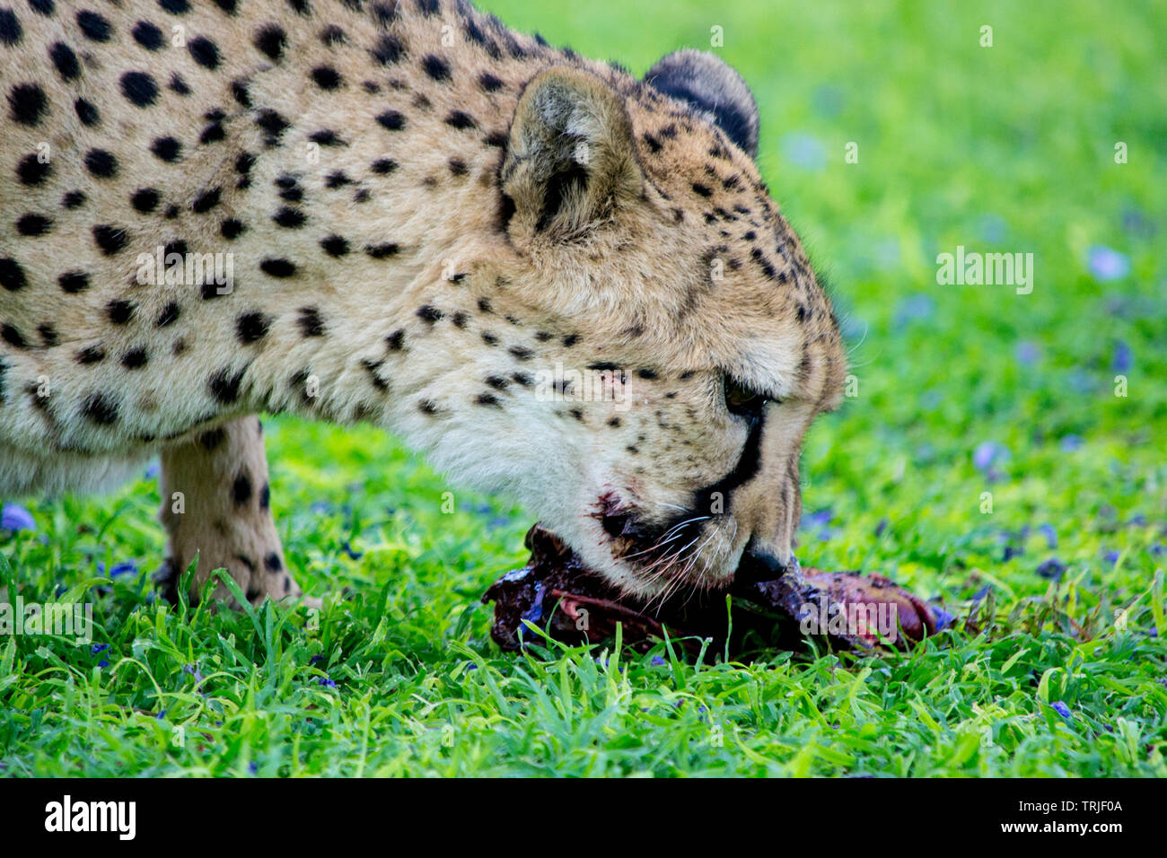 Eating meat africa people hi-res stock photography and images - Alamy