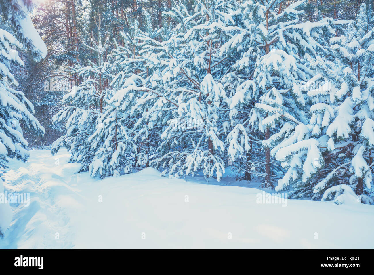 Deep pine forest hi-res stock photography and images - Alamy
