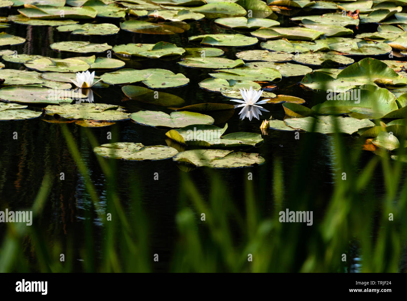 Acarlar longozu lotus flower Karasu,Sakarya,Turkey Stock Photo - Alamy