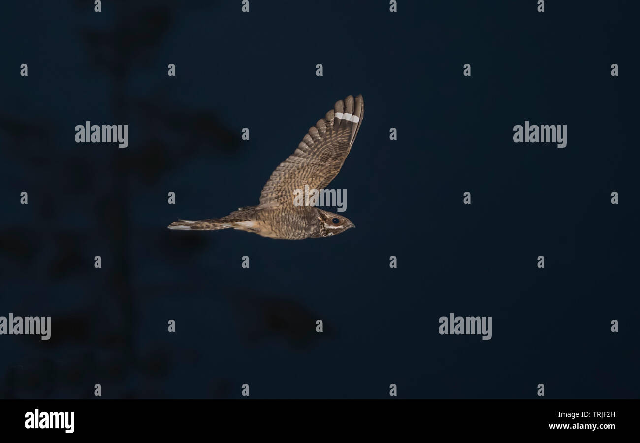 Nightjar uk hi-res stock photography and images - Alamy