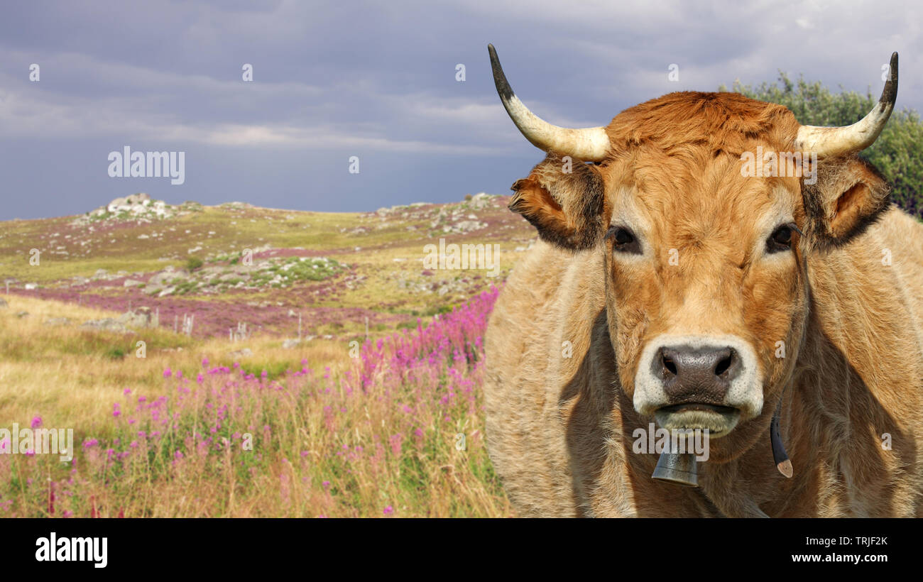 French Aubrac cow with bell. Auvergne, France, Europe Stock Photo - Alamy