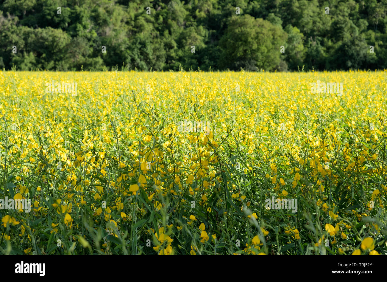 Sunn hemp, Chanvre indien, Crotalaria juncea yellow blossom in green ...