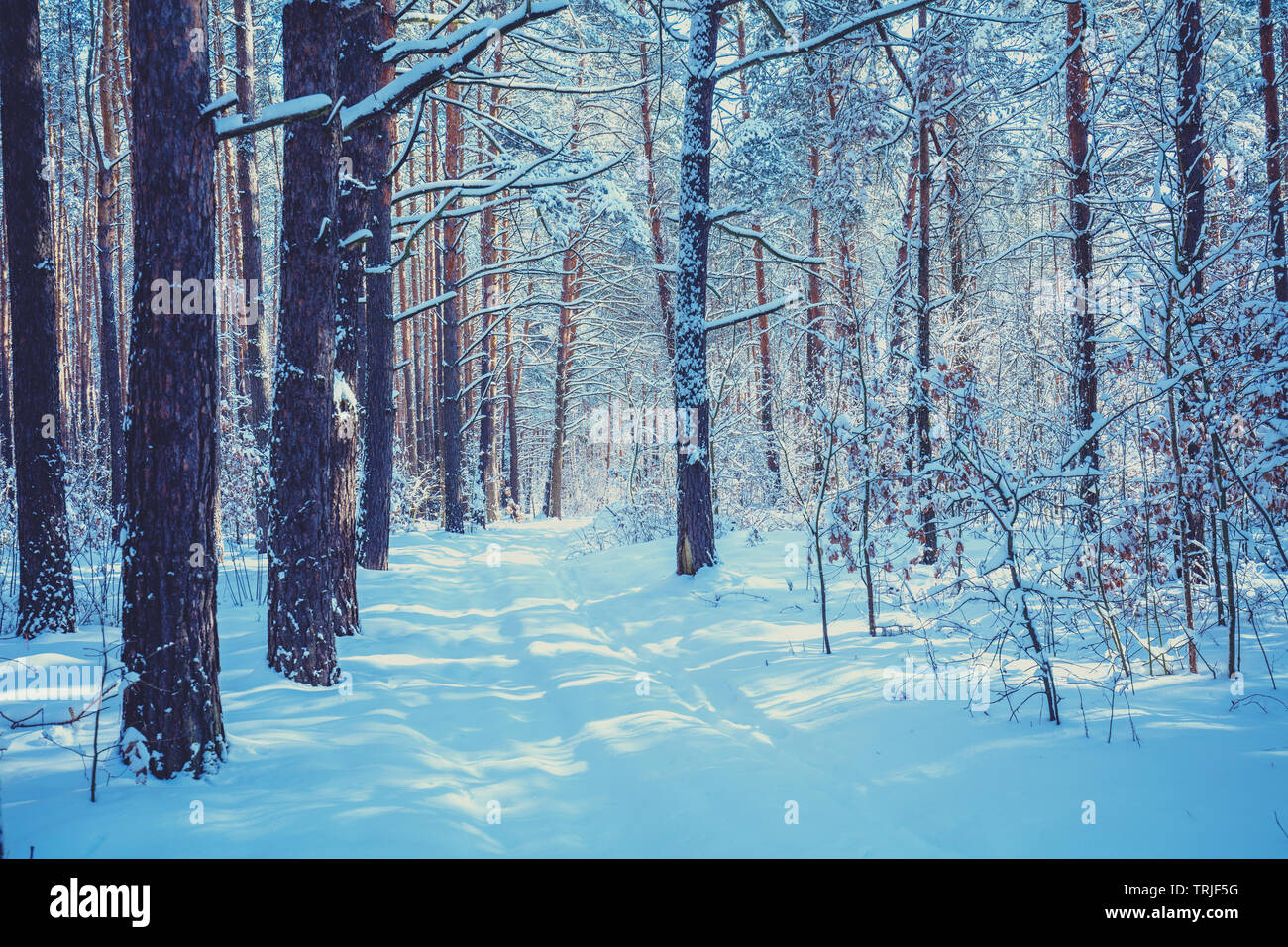 Deep pine forest hi-res stock photography and images - Alamy