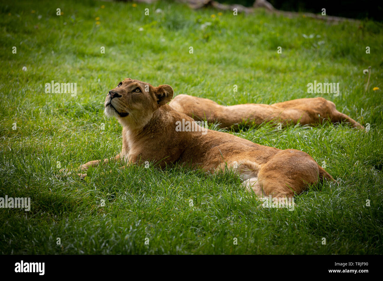 Animals wildlife landscapes zoo hi-res stock photography and images - Alamy
