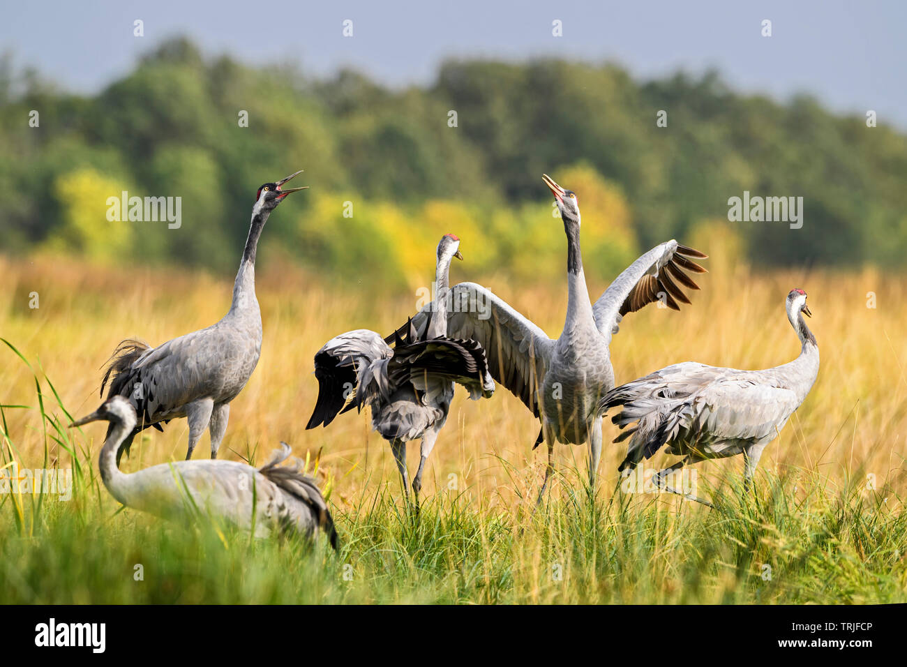 Large Gray Bird Stock Photos & Large Gray Bird Stock Images - Alamy