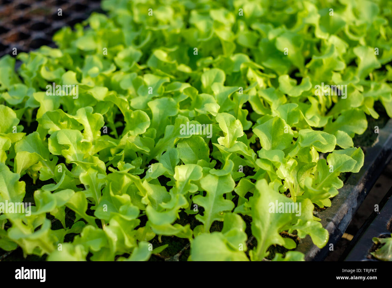 Farming organic green oak lettuce in plantation Stock Photo - Alamy
