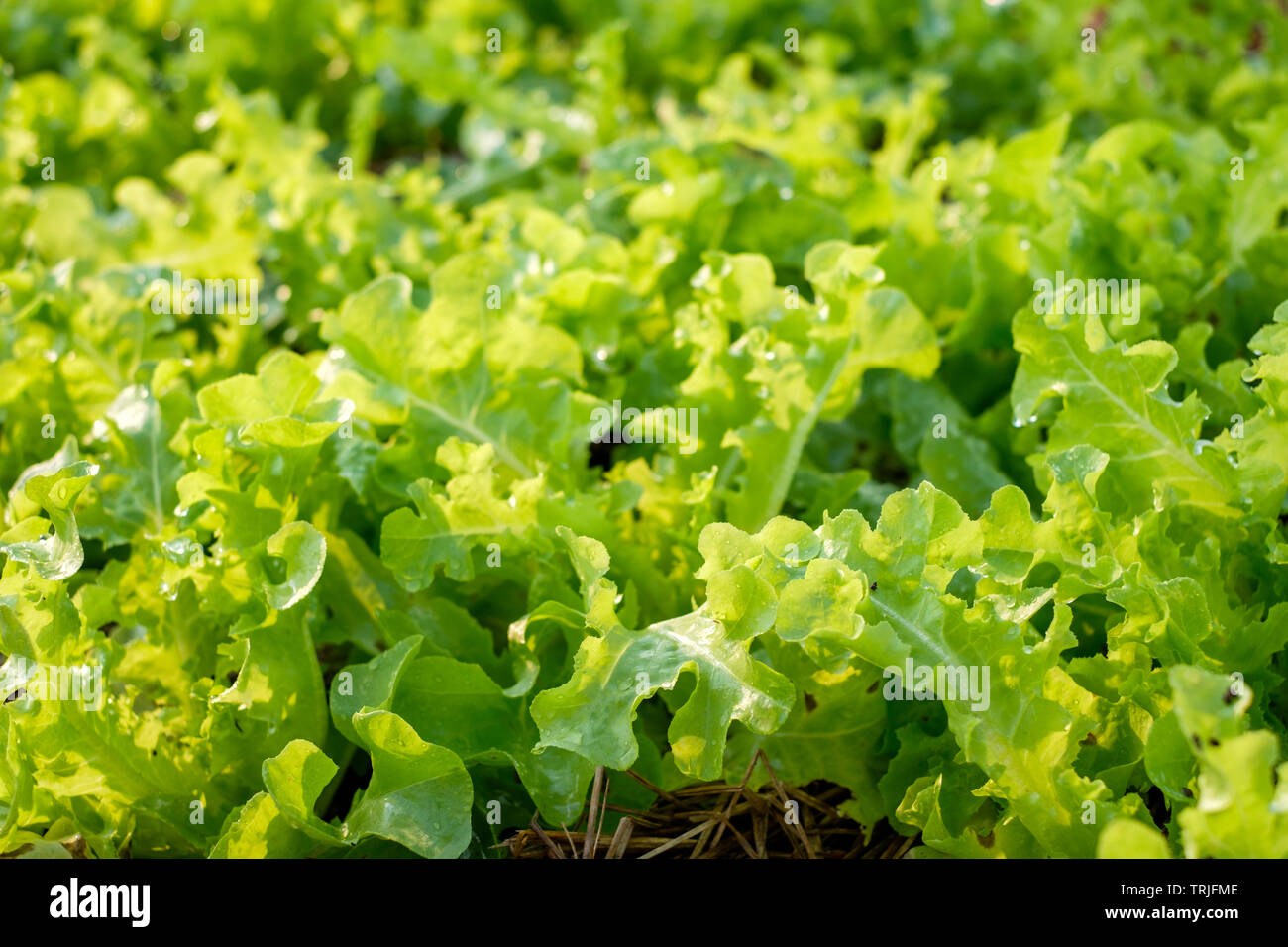 Farming organic green oak lettuce in plantation Stock Photo - Alamy
