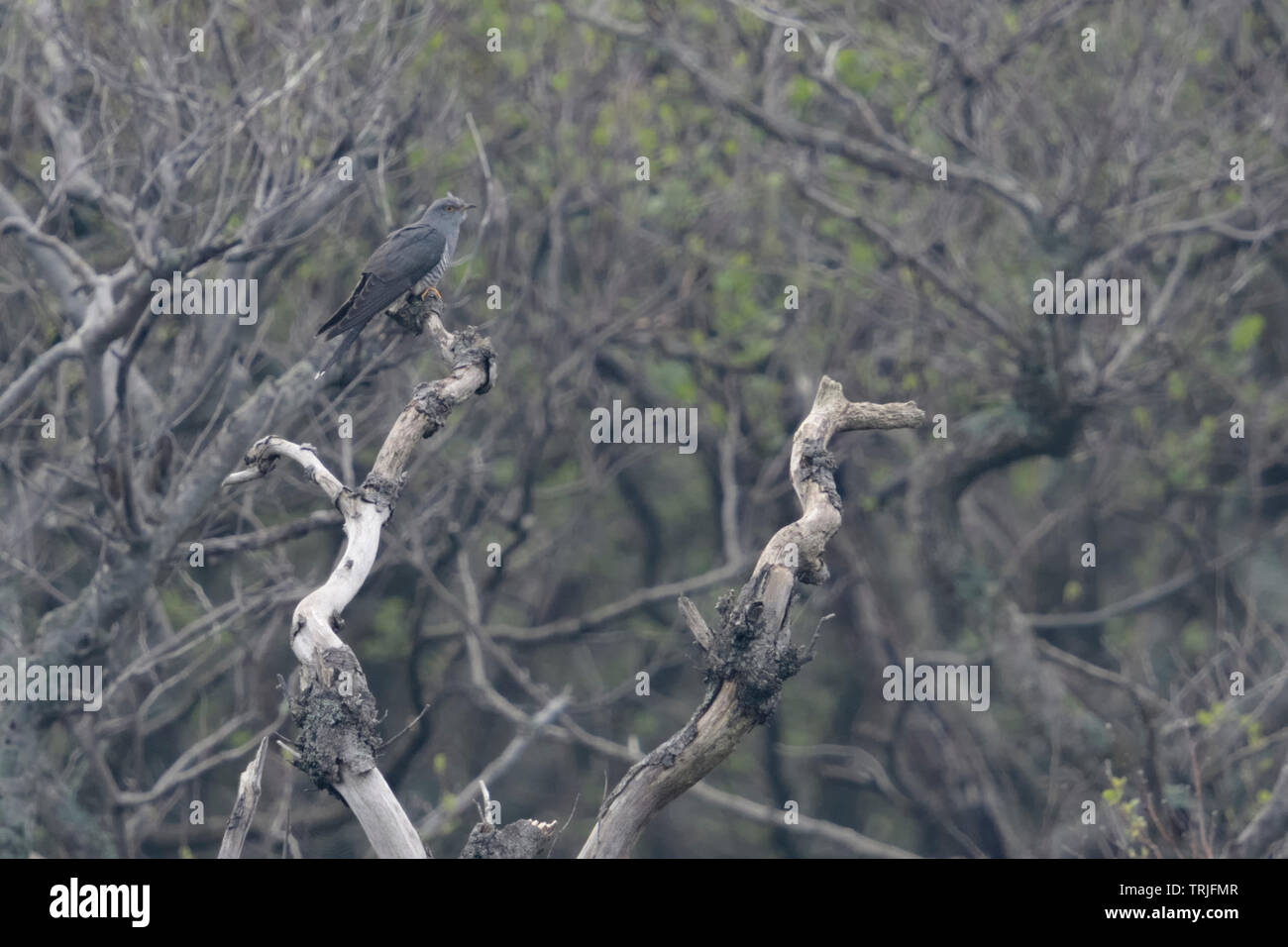 Common Cuckoo / Kuckuck ( Cuculus canorus ) perched on a dry tree in ...