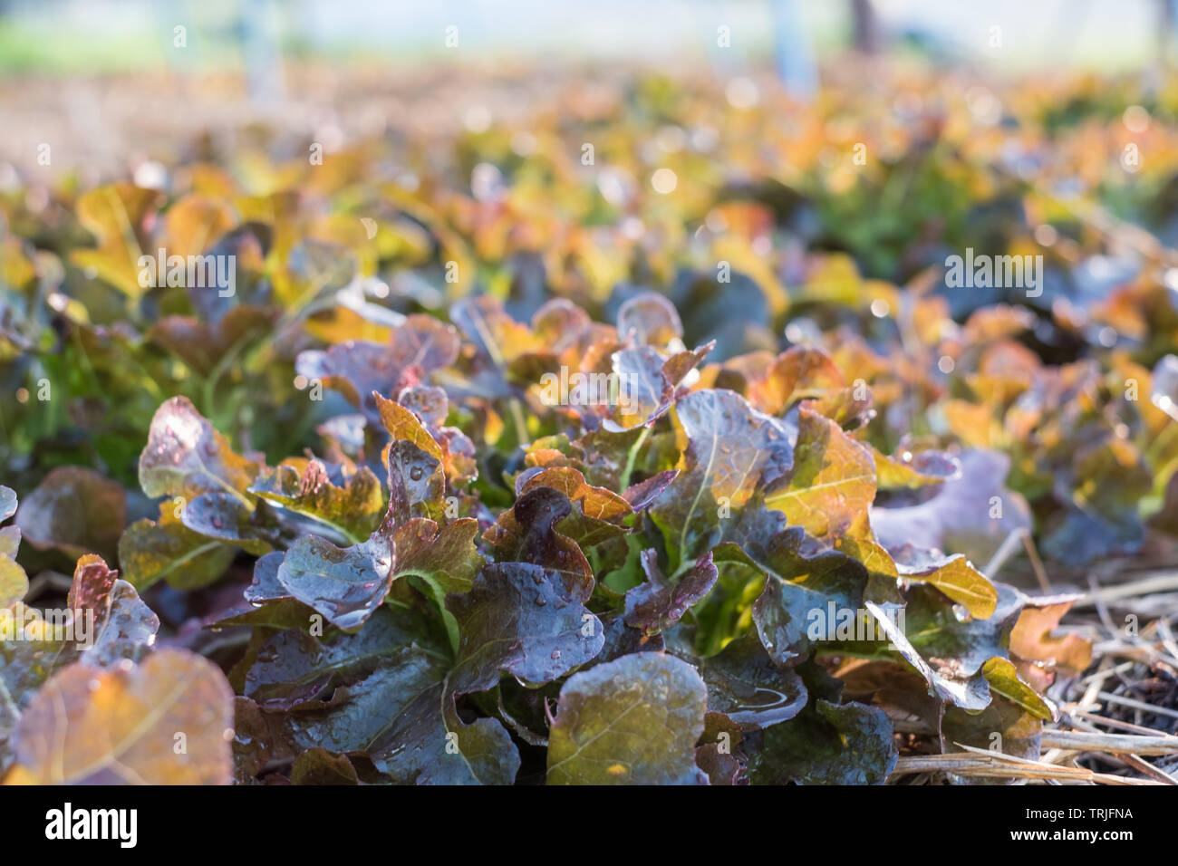 Close-up farming organic red oak lettuce in plantation Stock Photo - Alamy