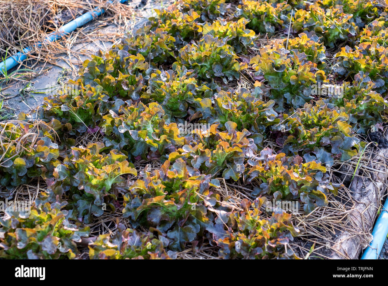 Close-up farming organic red oak lettuce in plantation Stock Photo - Alamy