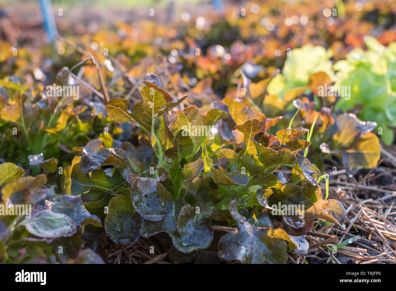 Close-up farming organic red oak lettuce in plantation Stock Photo - Alamy