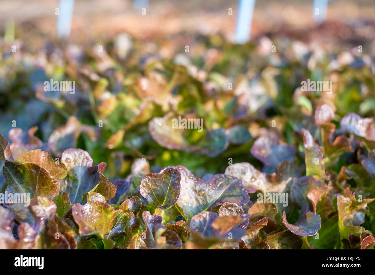 Close-up farming organic red oak lettuce in plantation Stock Photo - Alamy