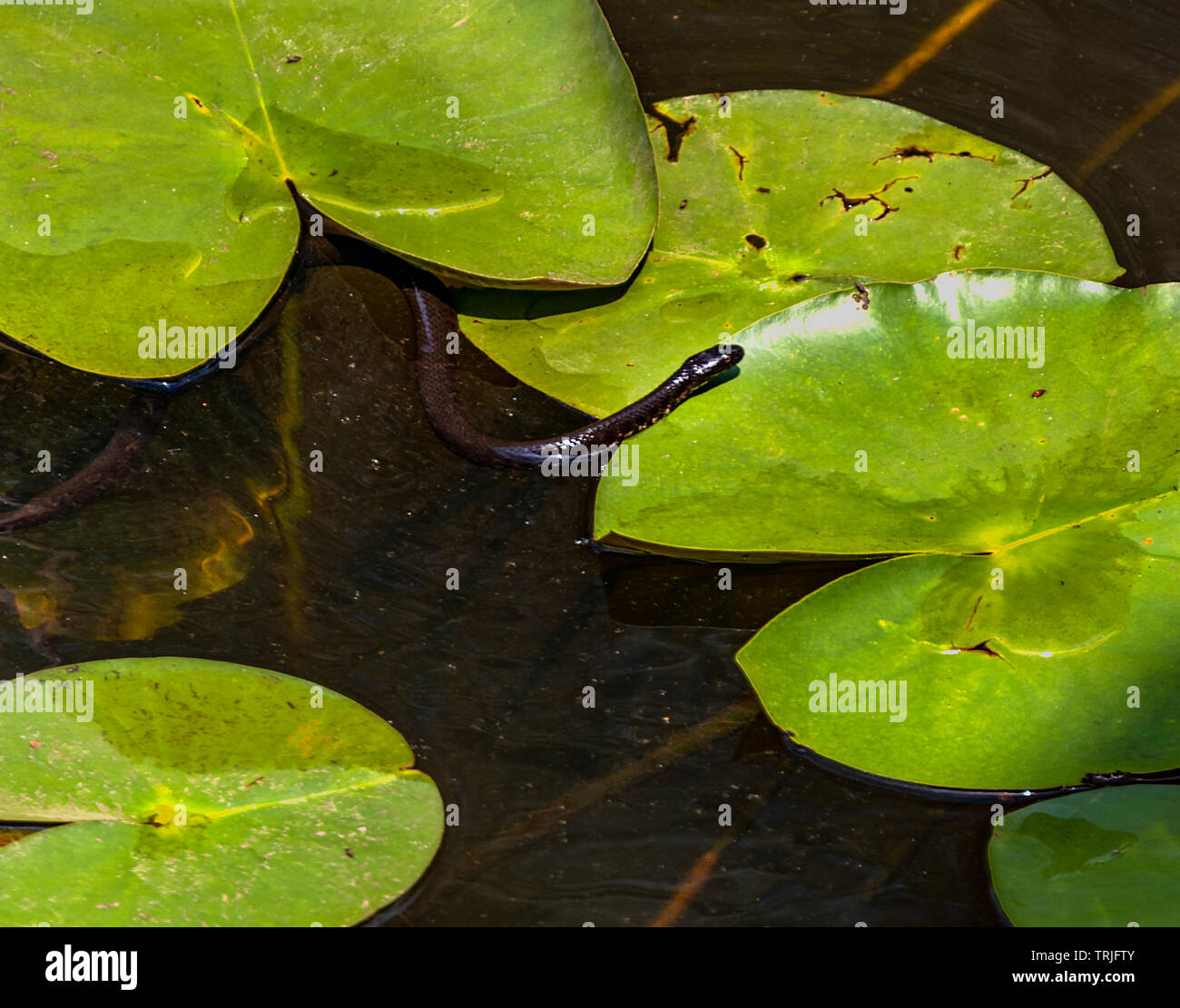 Acarlar longozu lotus flower Karasu,Sakarya,Turkey Stock Photo - Alamy