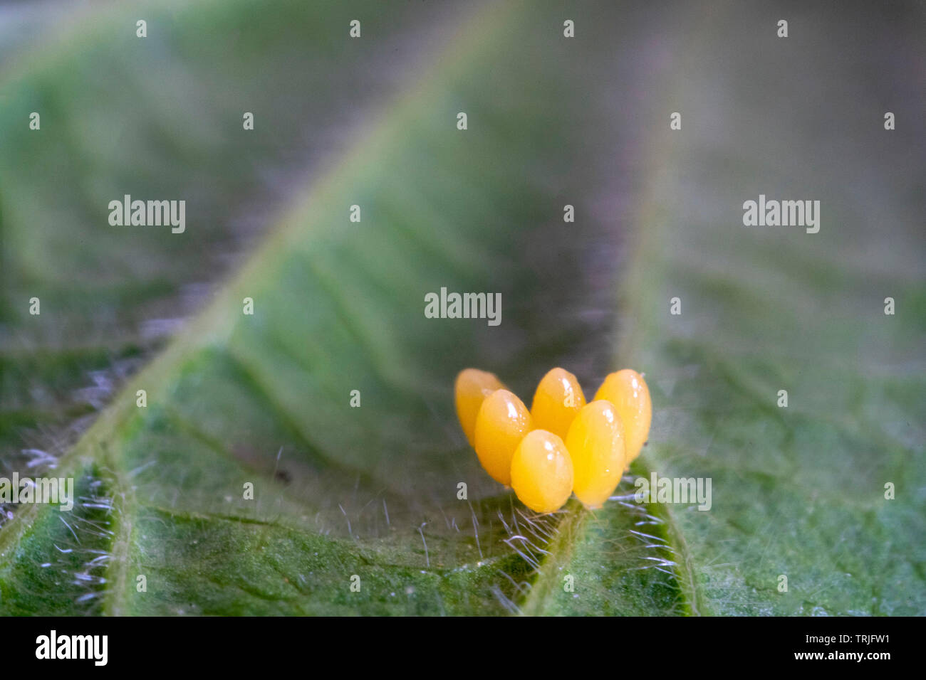 Raspberry beetle larvae hi-res stock photography and images - Alamy