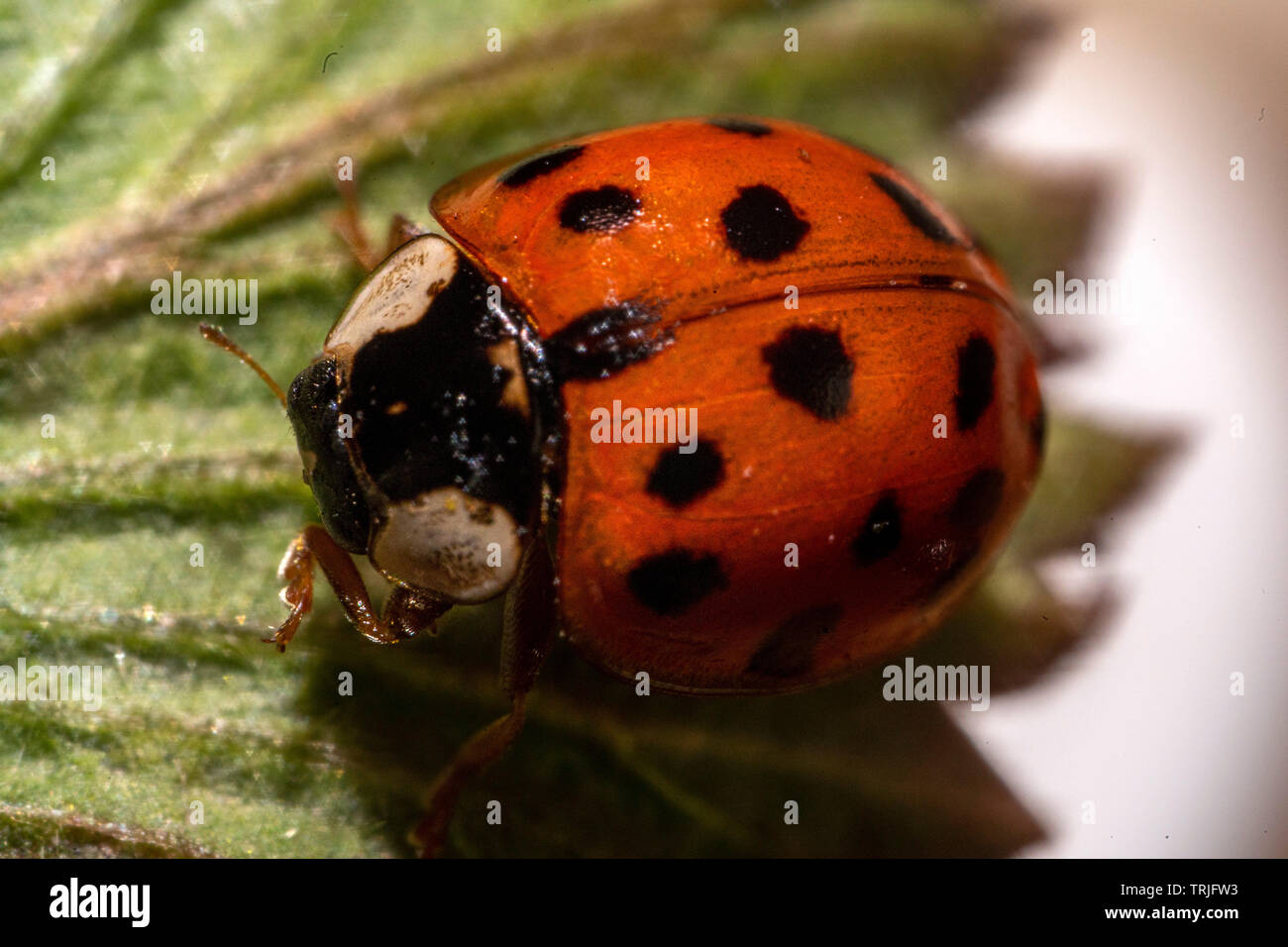Ladybug nest hi-res stock photography and images - Alamy