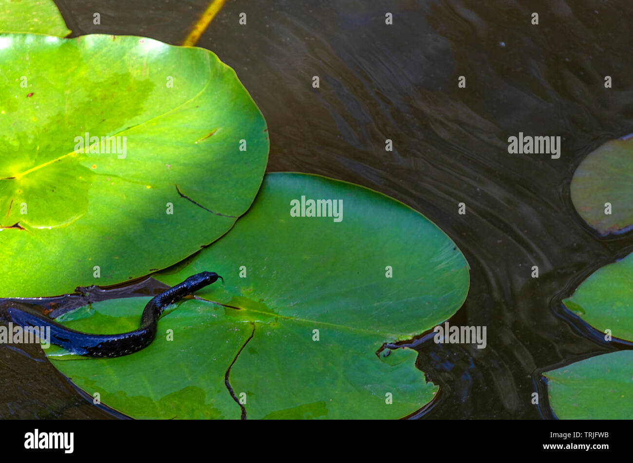 Sakarya karasu hi-res stock photography and images - Alamy