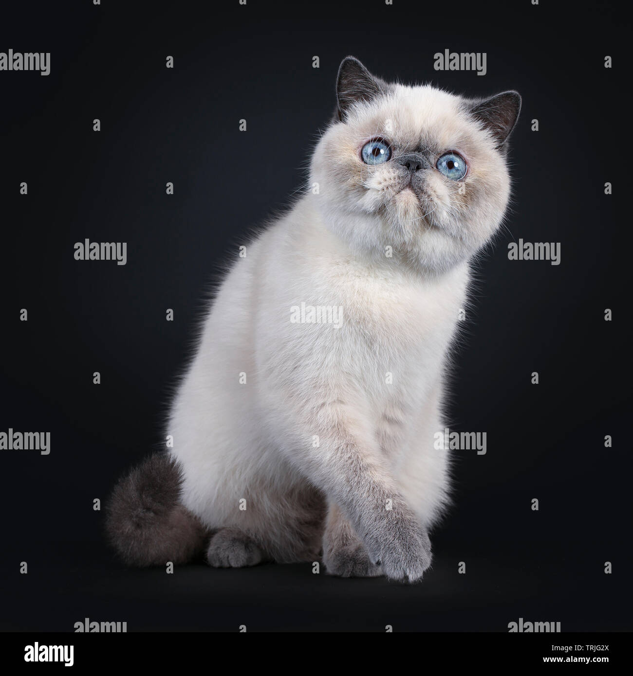 Cute blue tortie point Exotic Shorthair kitten, sitting / playing ...