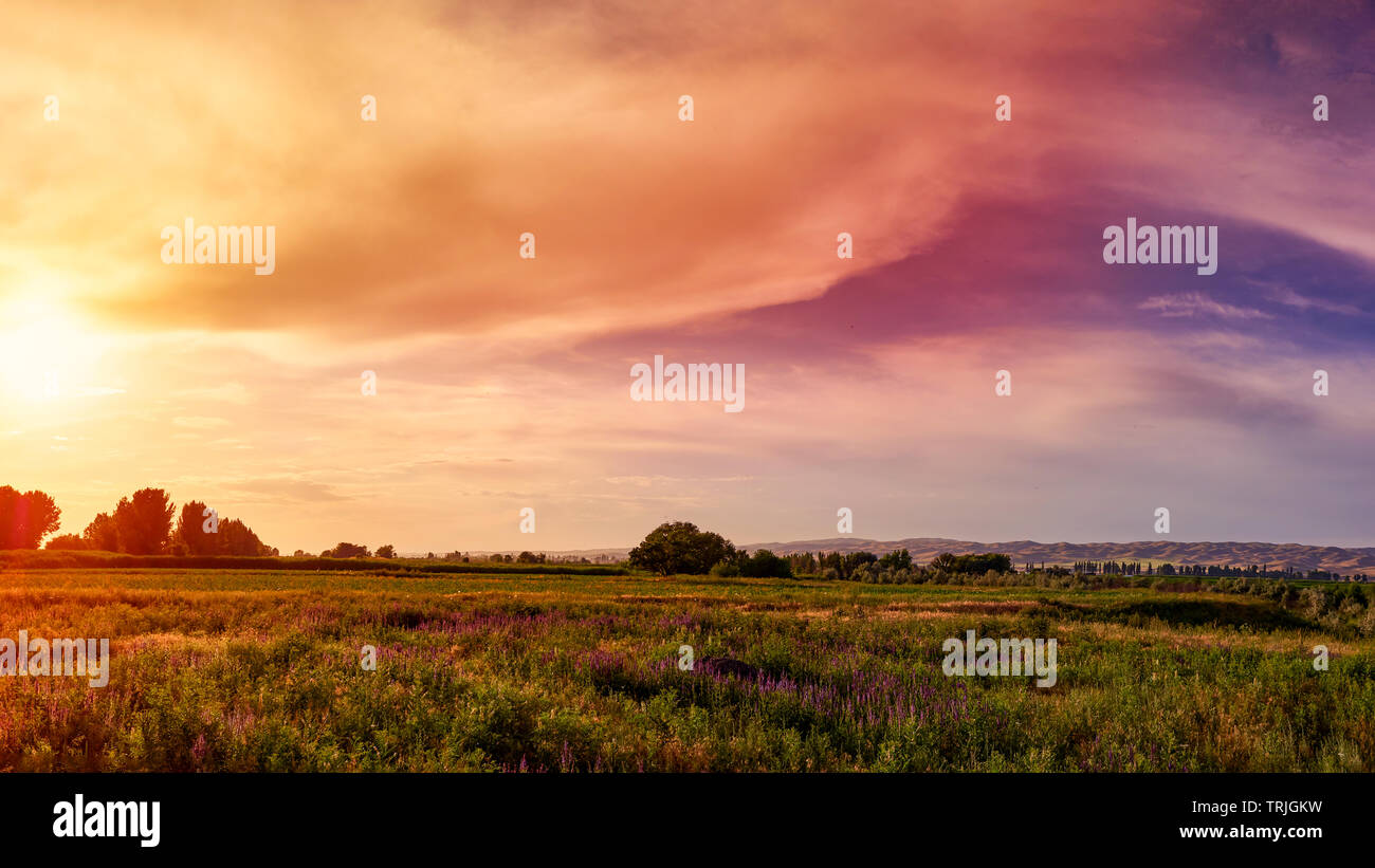Panorama. Fabulous sunset wild field with wildflowers, in the ...