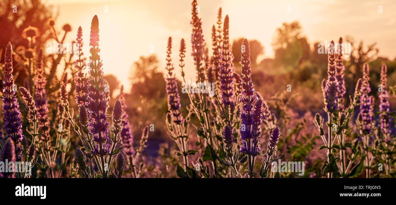 Purple field hi-res stock photography and images - Alamy