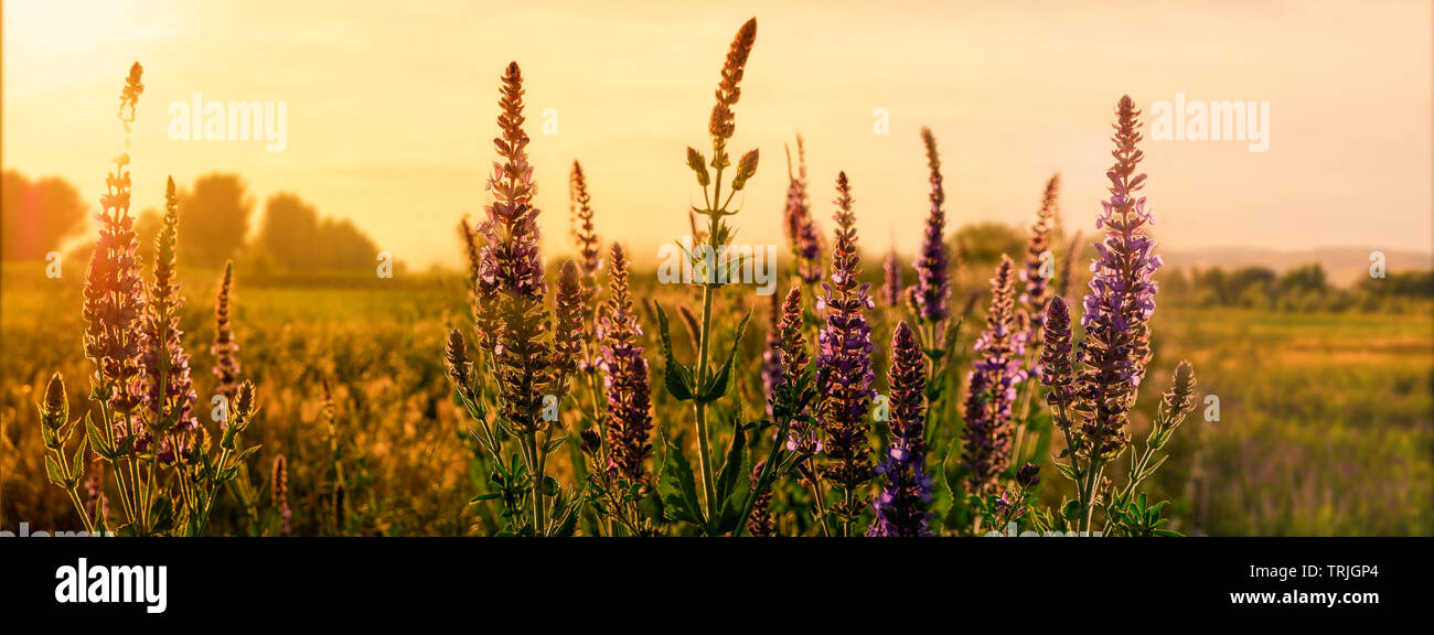 Purple field hi-res stock photography and images - Alamy