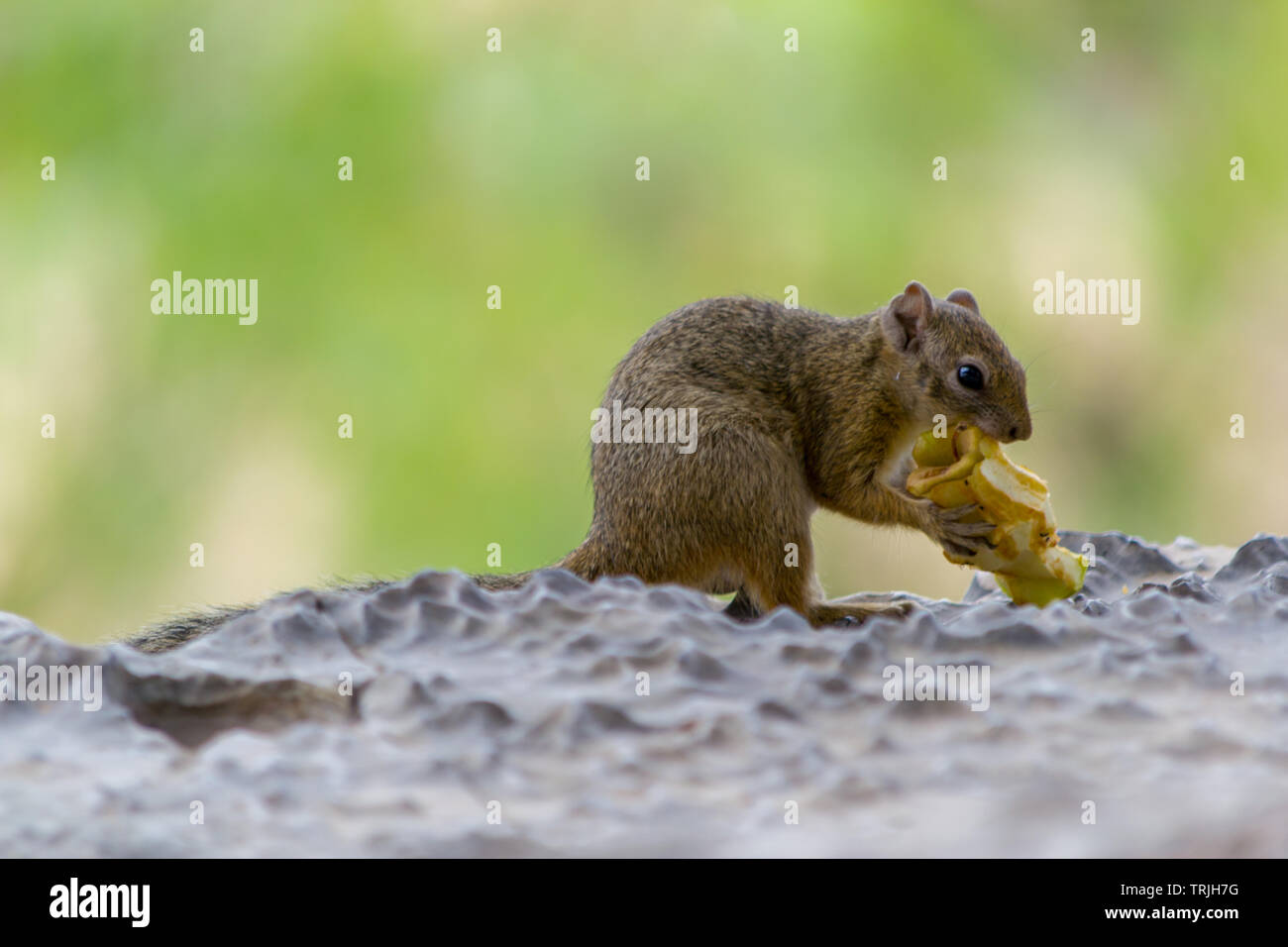 Squirrel eating an apple, full length, and close-up Stock Photo - Alamy