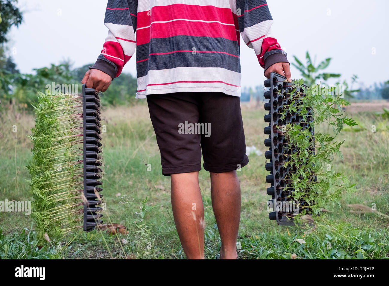 Man farmer carrying soil tray with seedlings for cultivated in ...