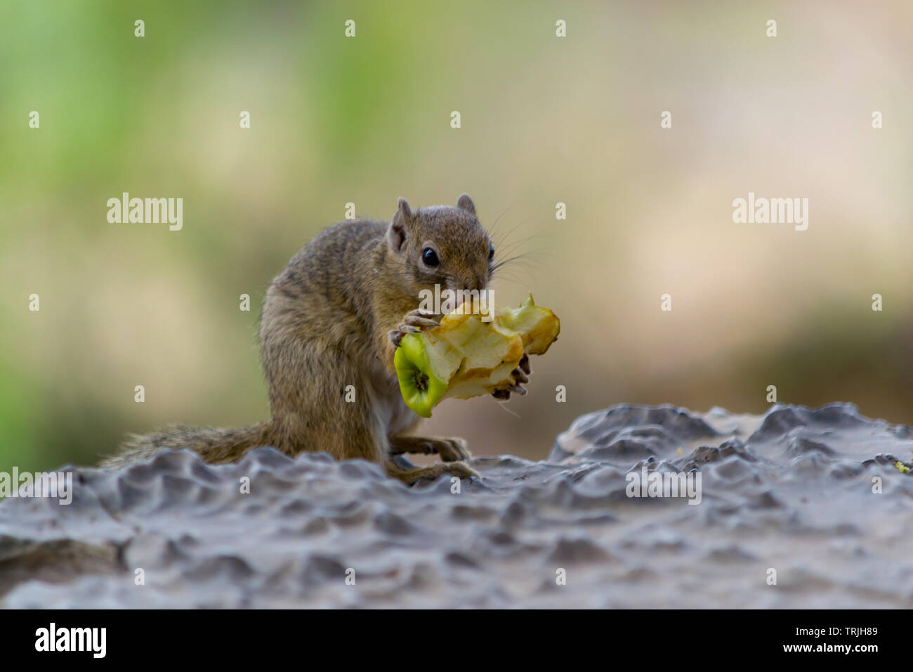 Squirrel eating an apple, full length, and close-up Stock Photo - Alamy