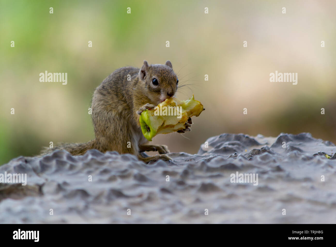 Squirrel eating an apple, full length, and close-up Stock Photo - Alamy