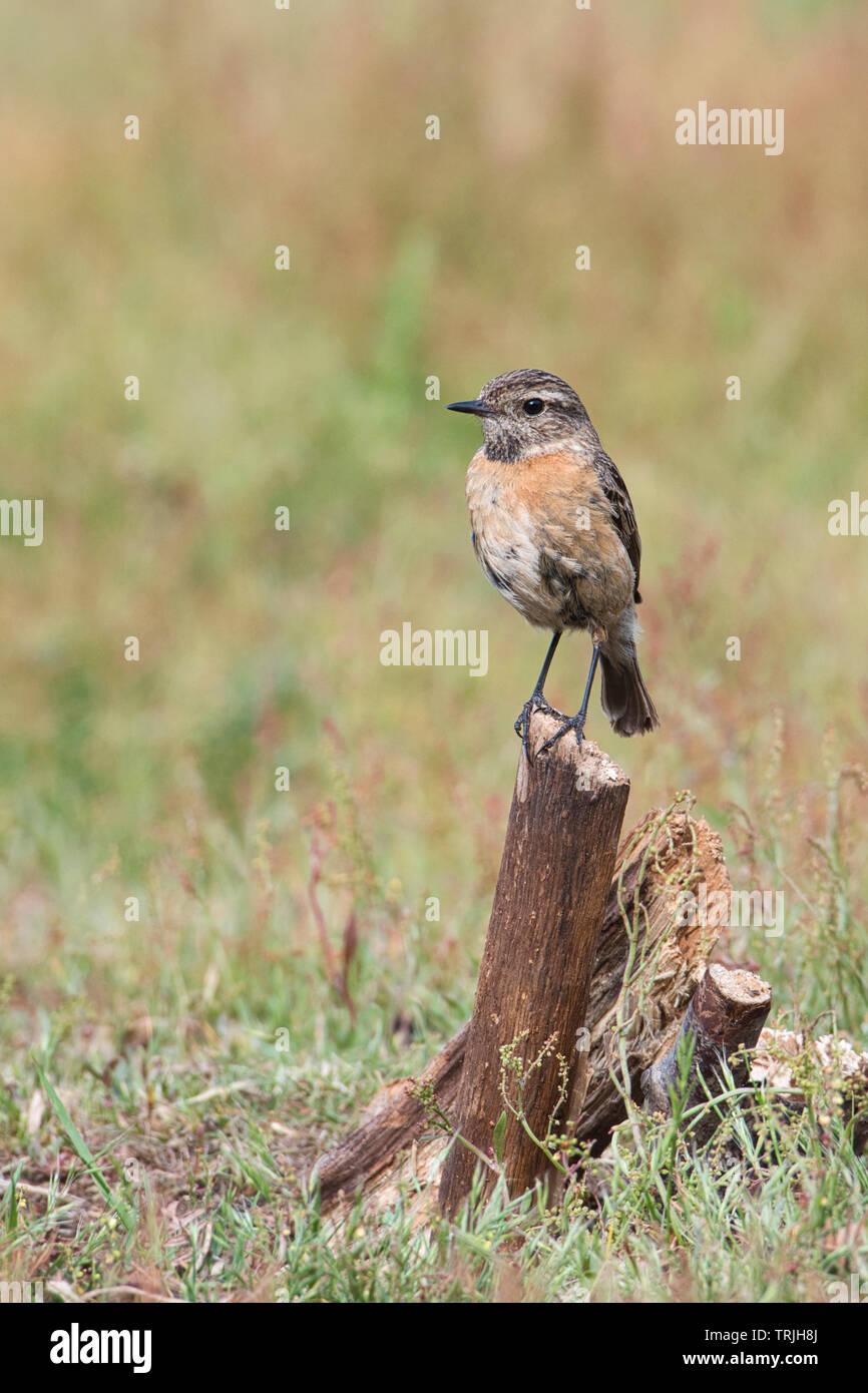 Female stonechat hi-res stock photography and images - Alamy